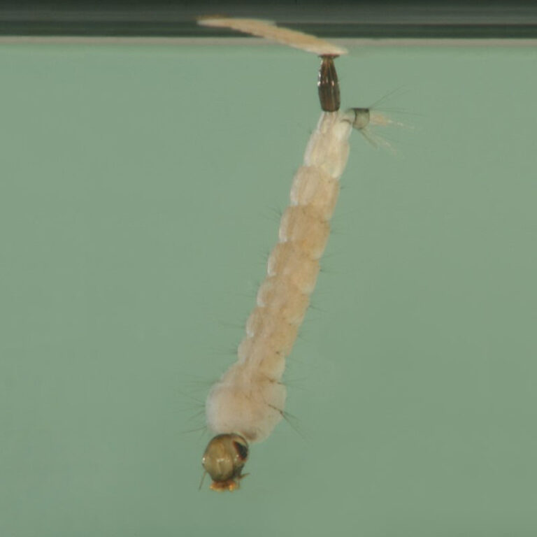 Aedes albopictus - KABS e.V.