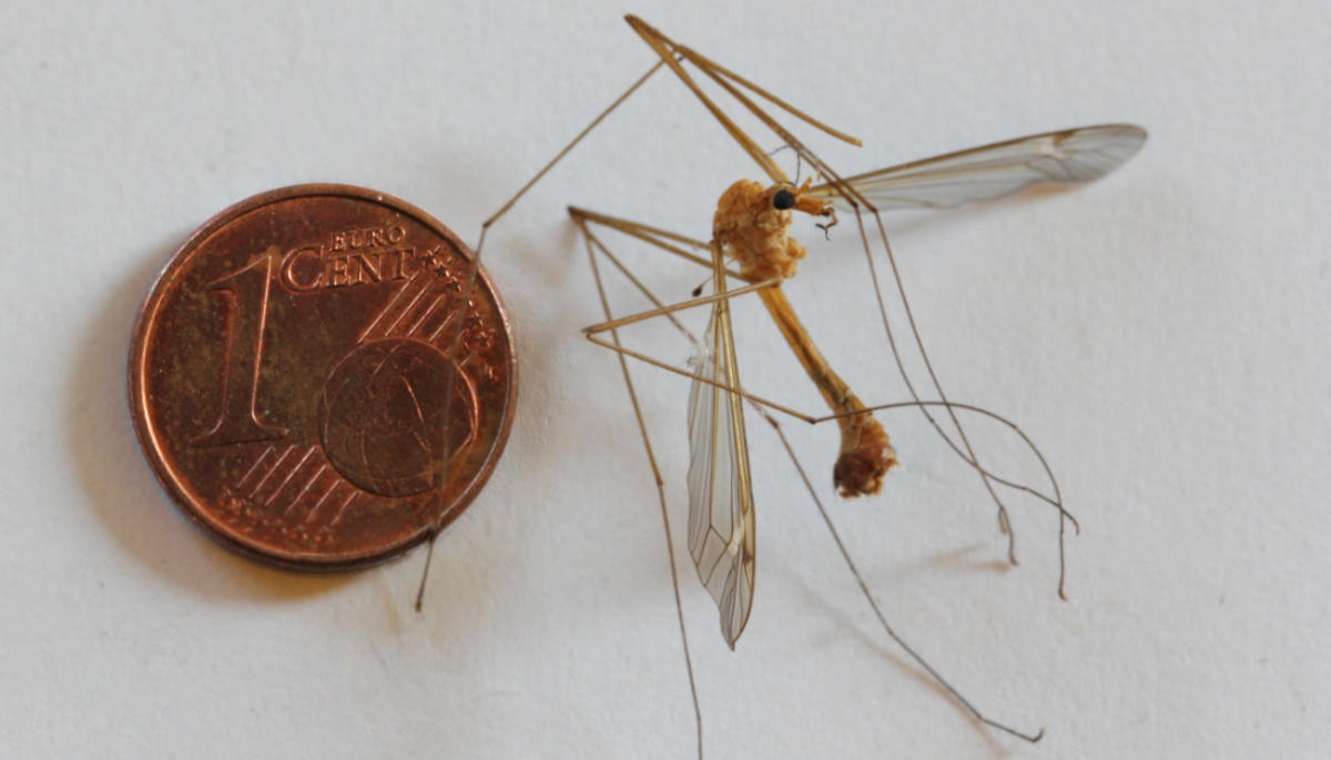 Tigermücke melden - KABS e.V.