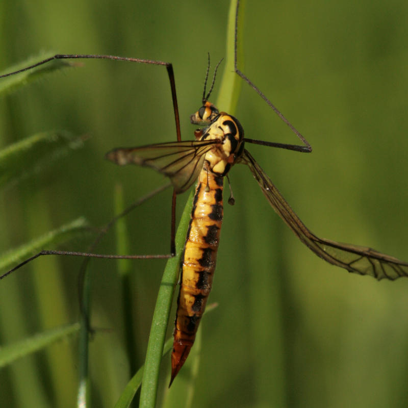 "Schnaken" - KABS e.V.